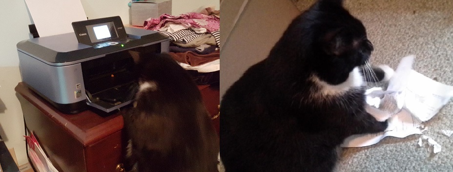 Teacher the cat ate my homework!!!!! : r/pics